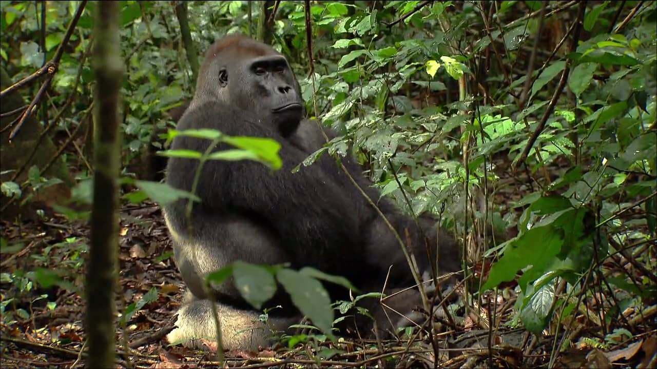 Abenteuer Urwald - Unter Gorillas on Vimeo