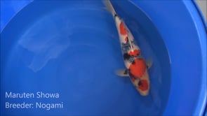 Videos about “maruten” on Vimeo