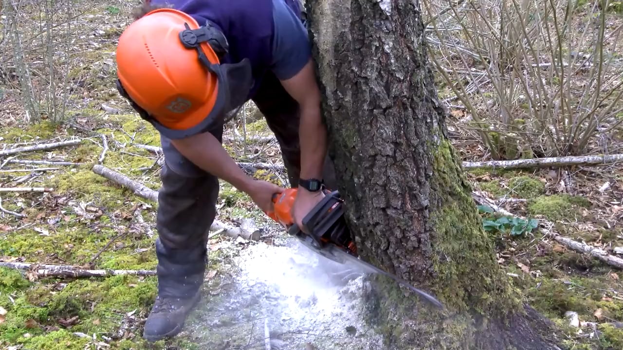 The Coppice in Winter - A visit to a hazel coppice, coppicing is ...