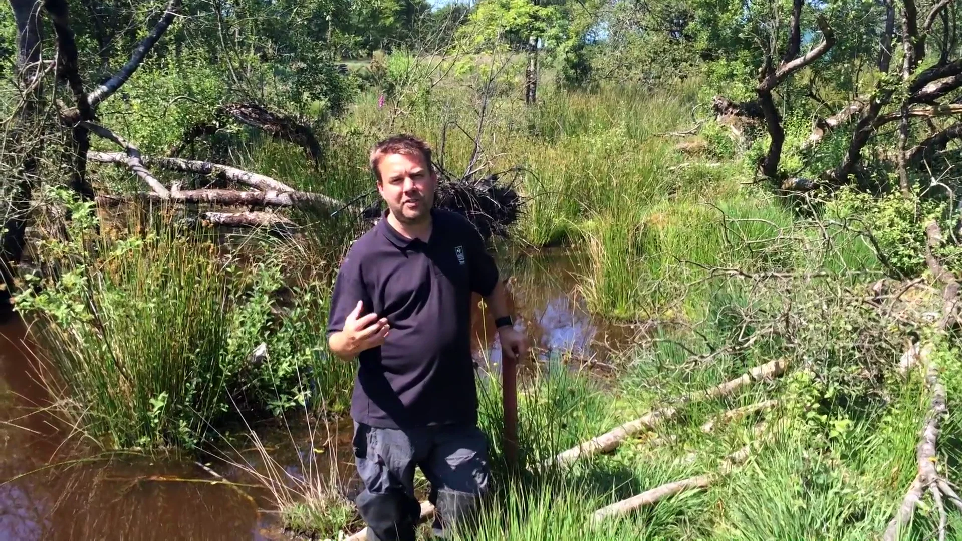 Devon Wildlife Trust - Beavers