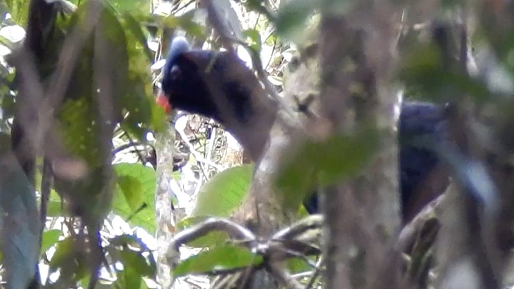 The Sira Curassow - Camera trap footage from Exploration Sira on Vimeo