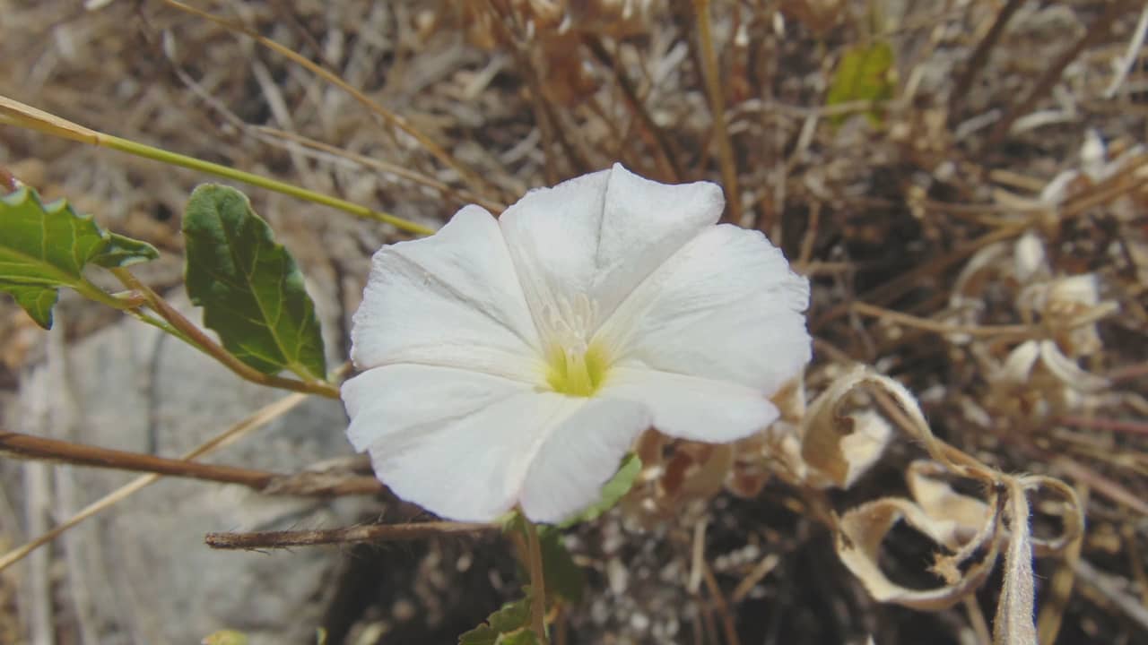 Young Spirit - Picking Roses on Vimeo