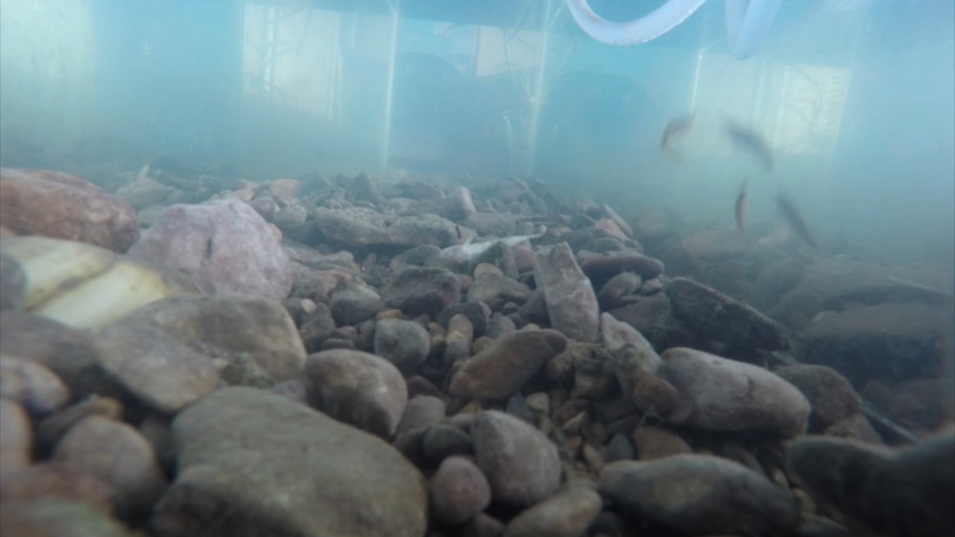 Freshwater Benthic Timelapse on Vimeo