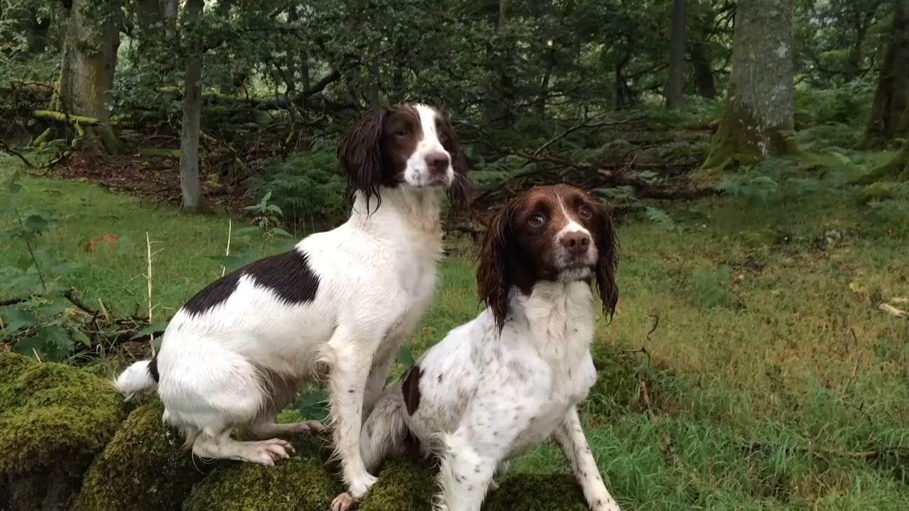 Gundog Training Springer Spaniels in Scotland with Tessleymoor Gundogs ...