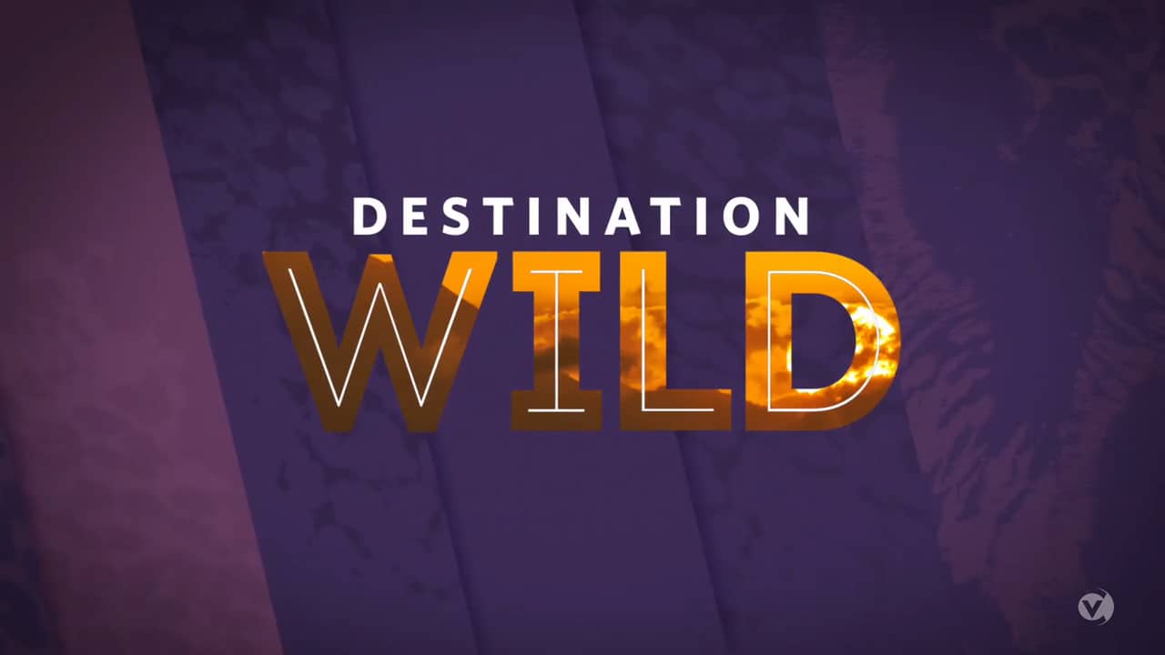 Nat Geo Destination WILD Sunday Night on Vimeo
