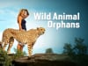 Nature & Wildlife on Vimeo