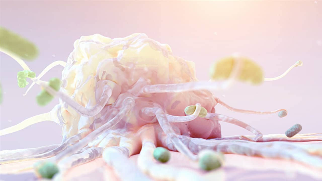 macrophage engulfing pathogens on Vimeo