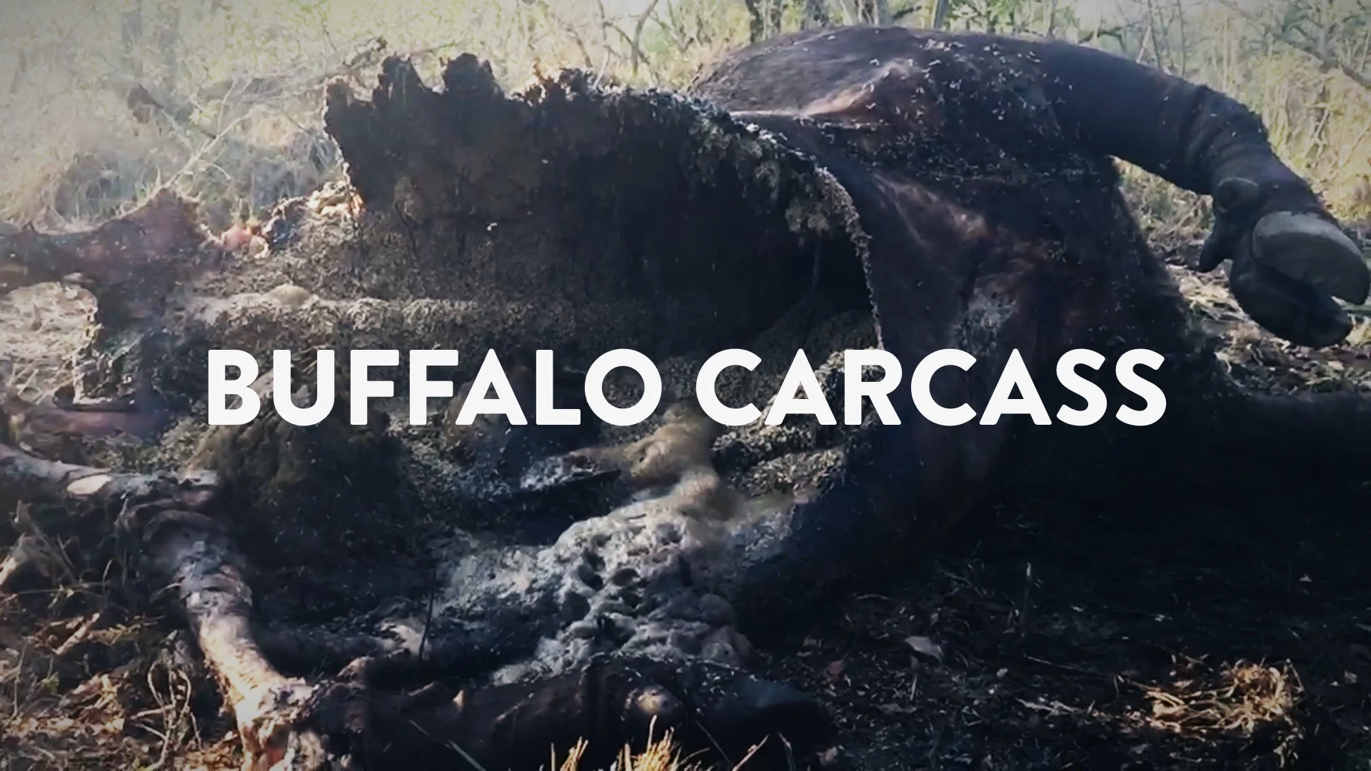 Buffalo Carcass on Vimeo