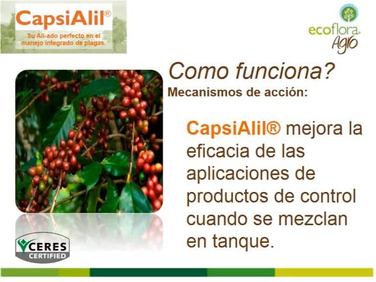 CapsiAlil Presentacion on Vimeo