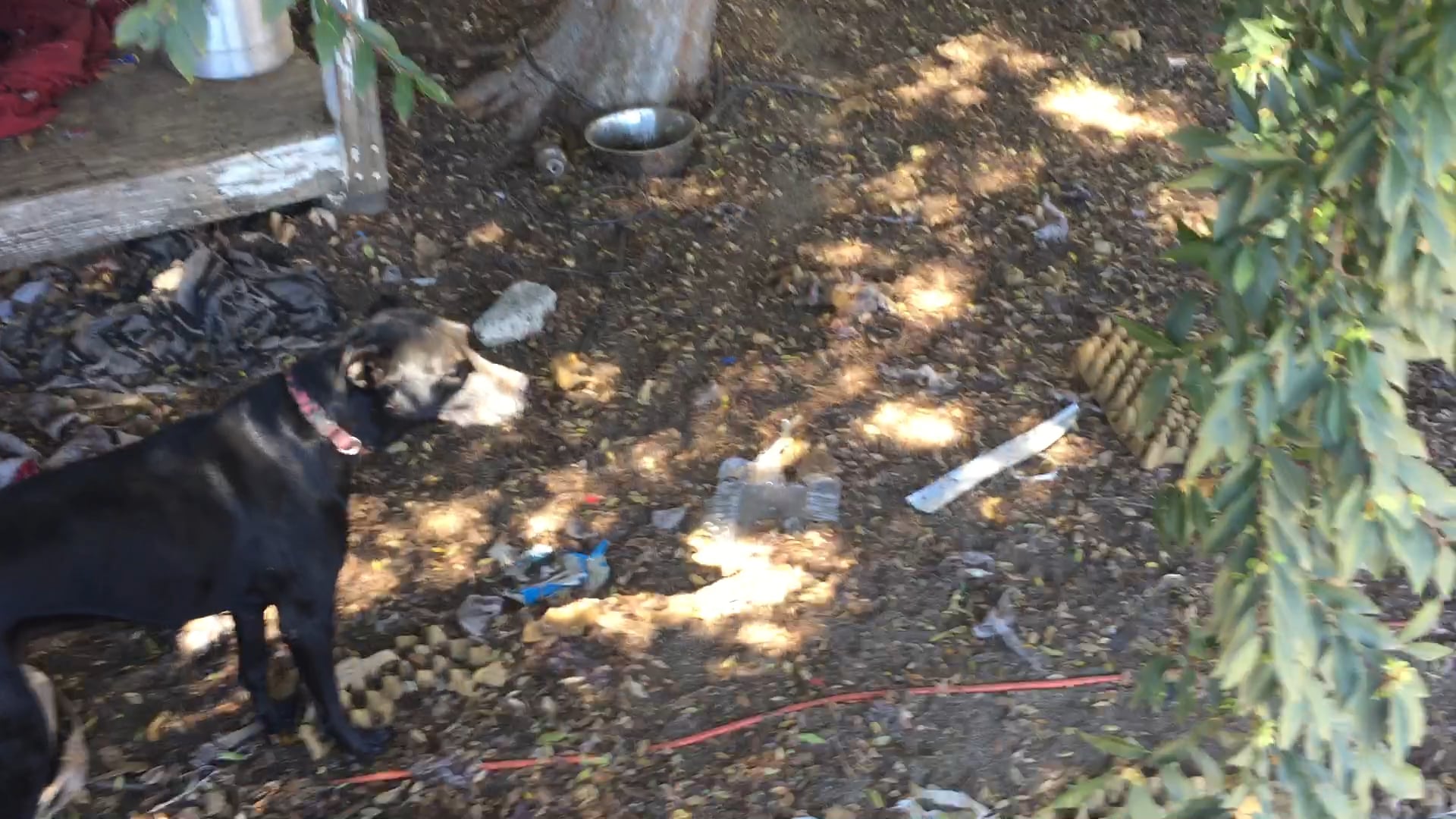 Dogs Outside on Vimeo