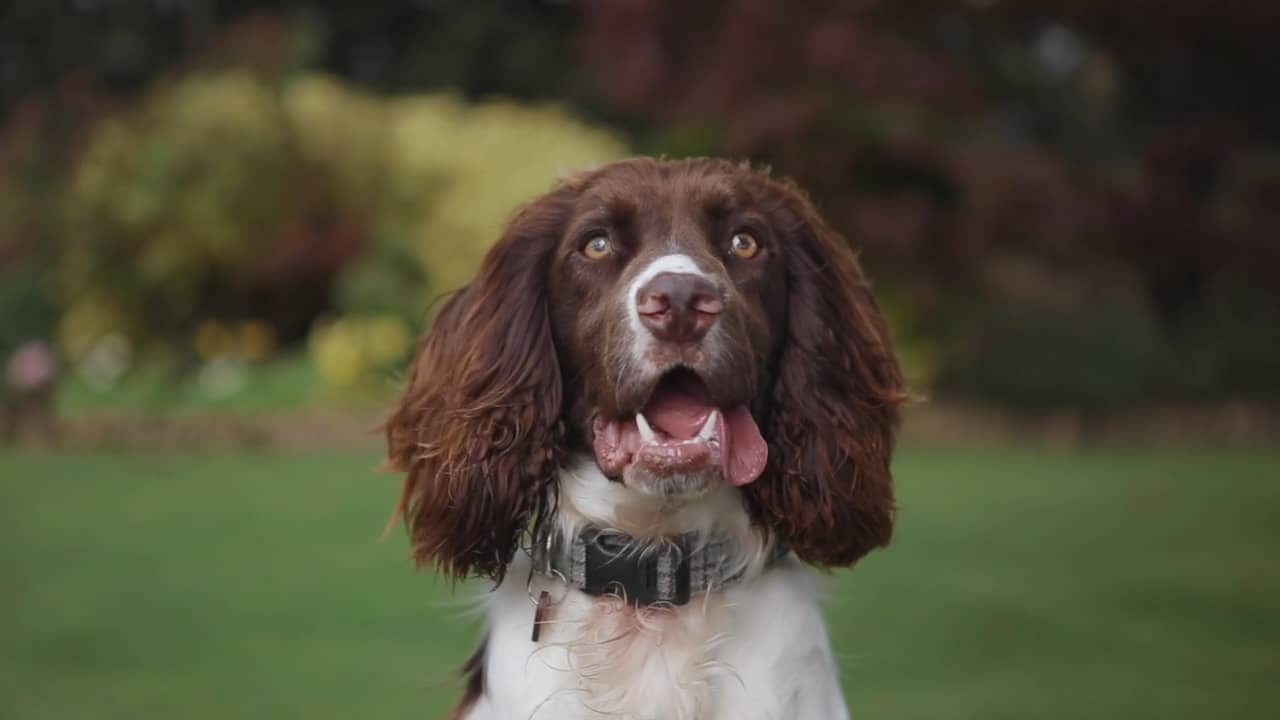 Milo - The gospel dog on Vimeo