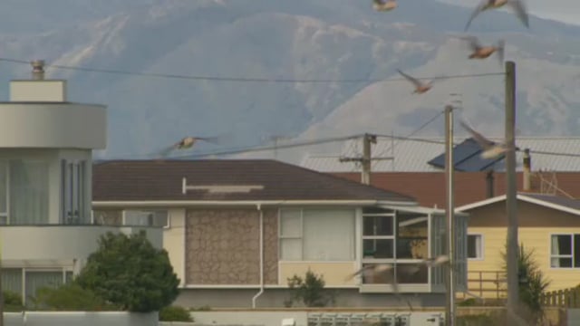 Godwits in flight — Science Learning Hub