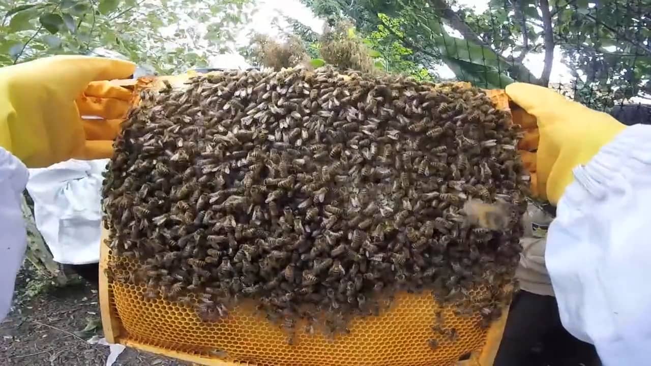 Pause for thought – beekeeping on Vimeo