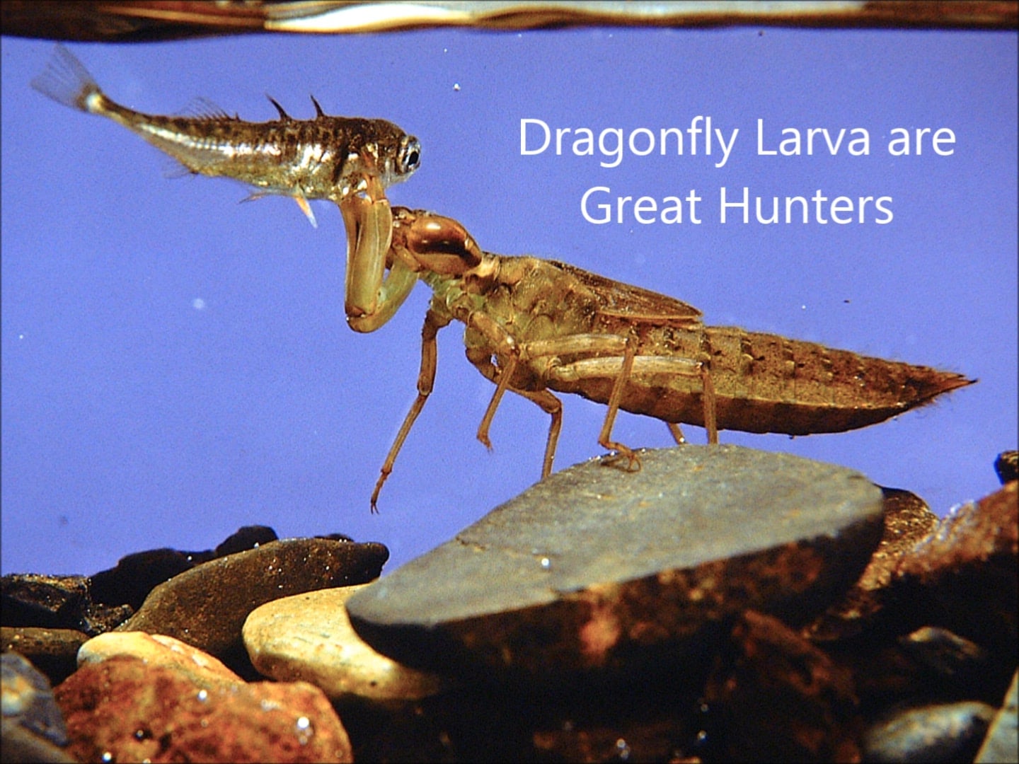 Dragonfly Larva are Great Hunters on Vimeo