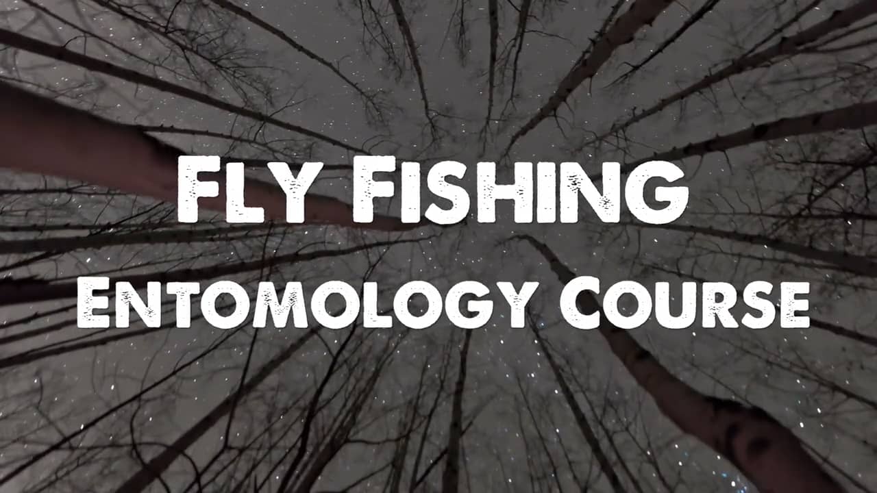 Fly Fishing Entomology Course on Vimeo