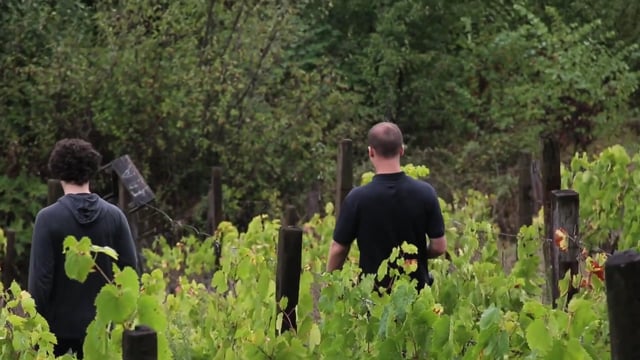 Vineyard, Vine, Production. Free Stock Video - Pixabay