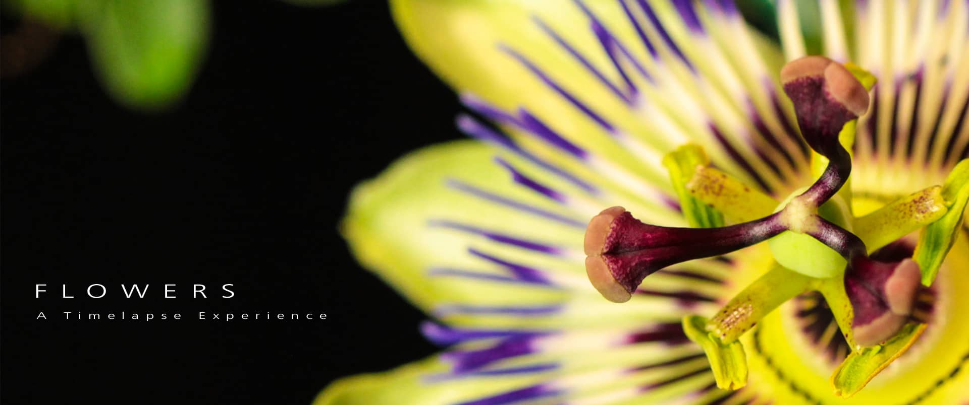 Flowers on Vimeo