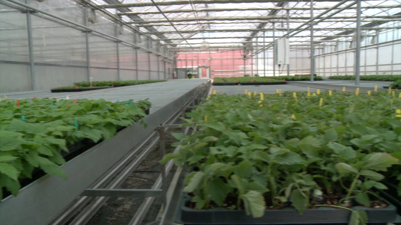 Nourse Farms Master Demo For Web 10:9:15 on Vimeo