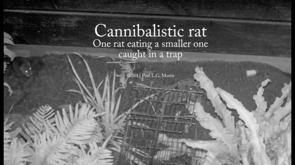 Cannibalistic Rat on Vimeo