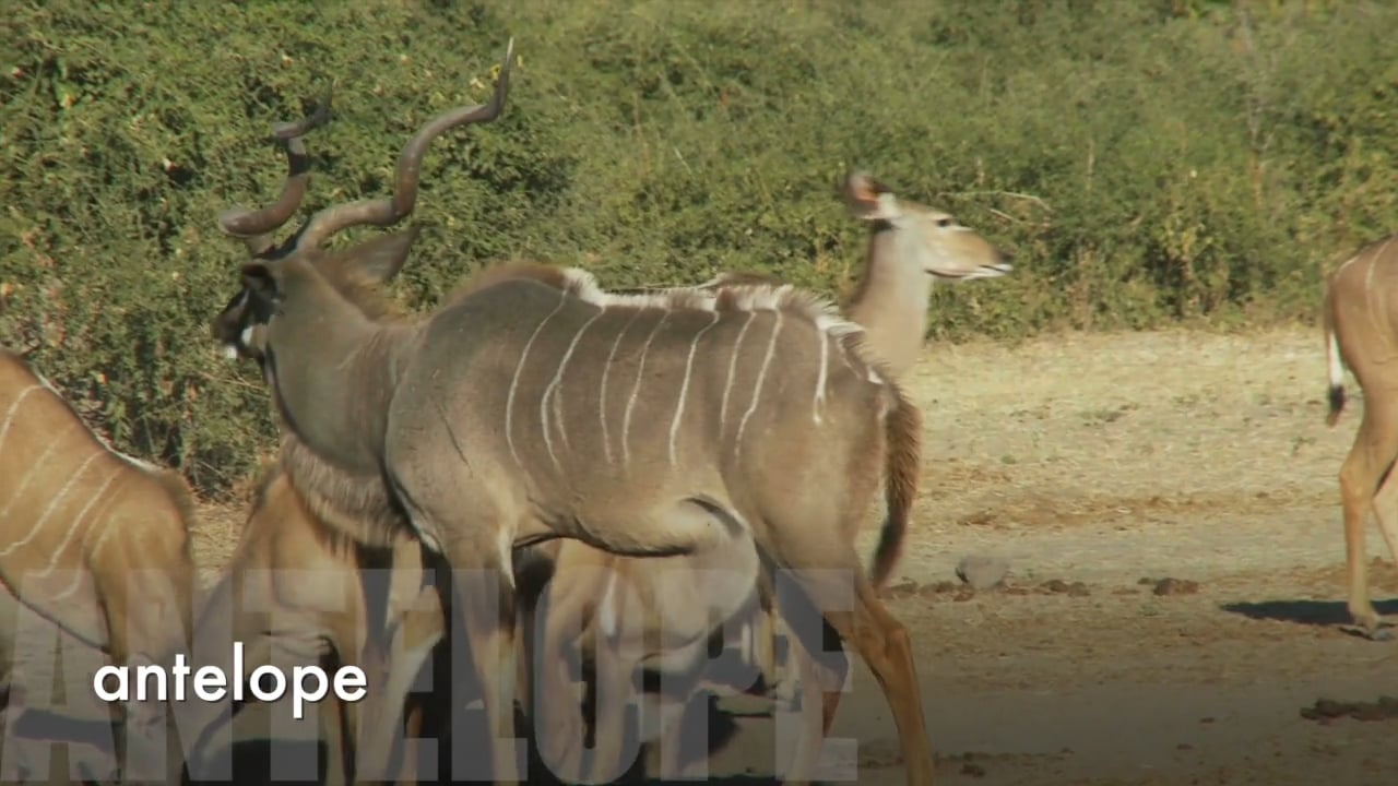 antelope: a video definition on Vimeo