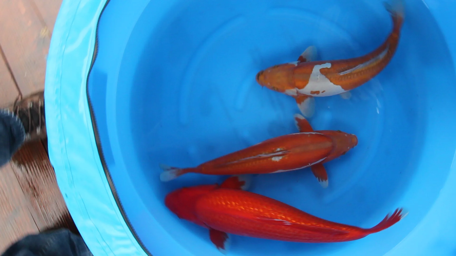 Kim's Koi: Doitsu ochiba & ginrin benigoi on Vimeo