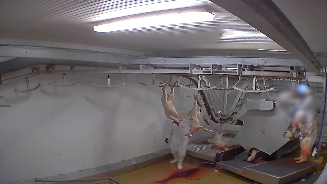 Abattoir made in France - les moutons (Alès) on Vimeo