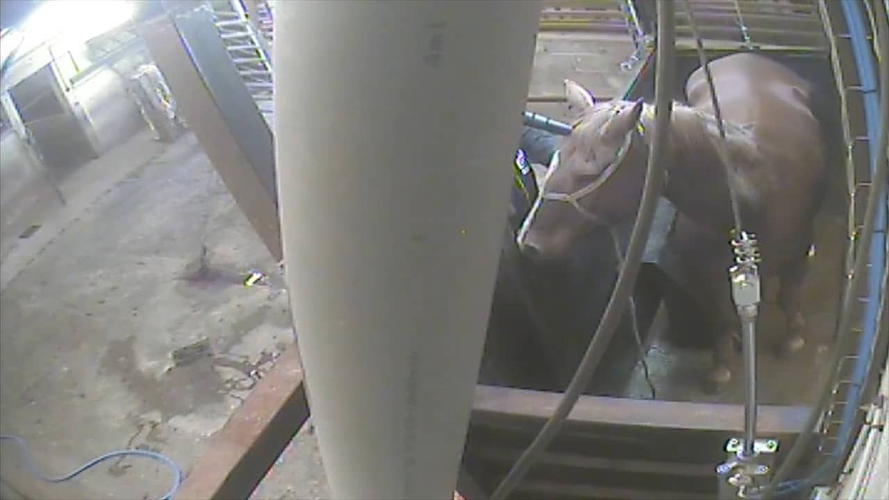 Abattoir made in France - les chevaux (Alès) on Vimeo