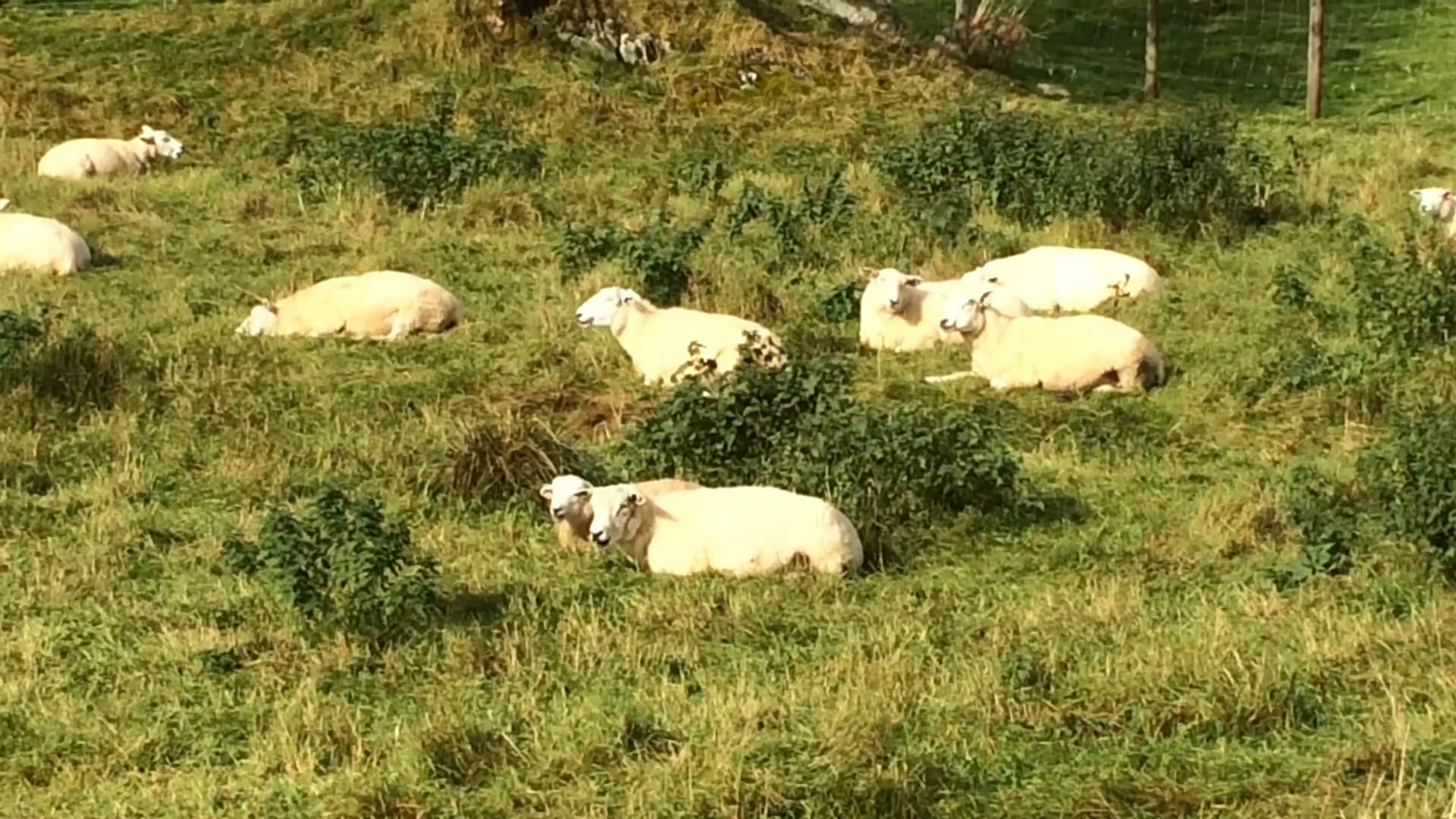 Silent Sheep on Vimeo