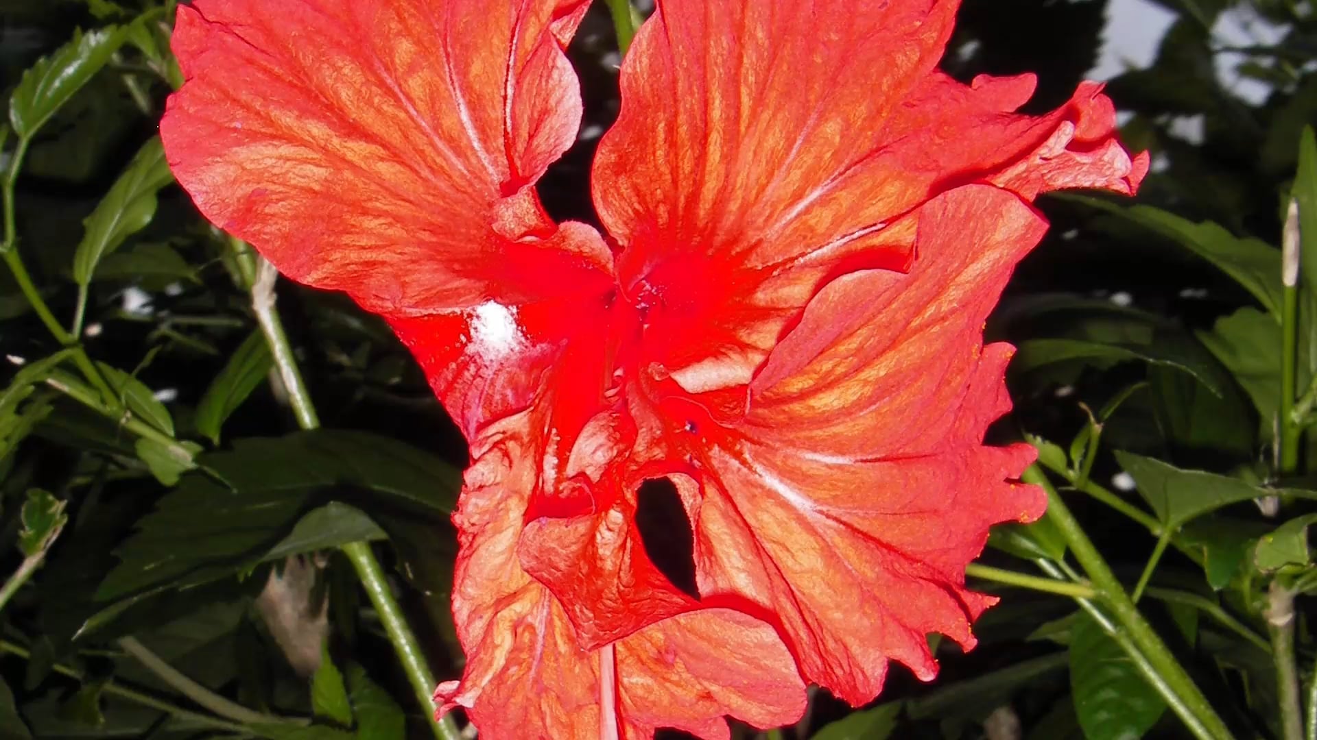 2006 Vieques Flowers on Vimeo