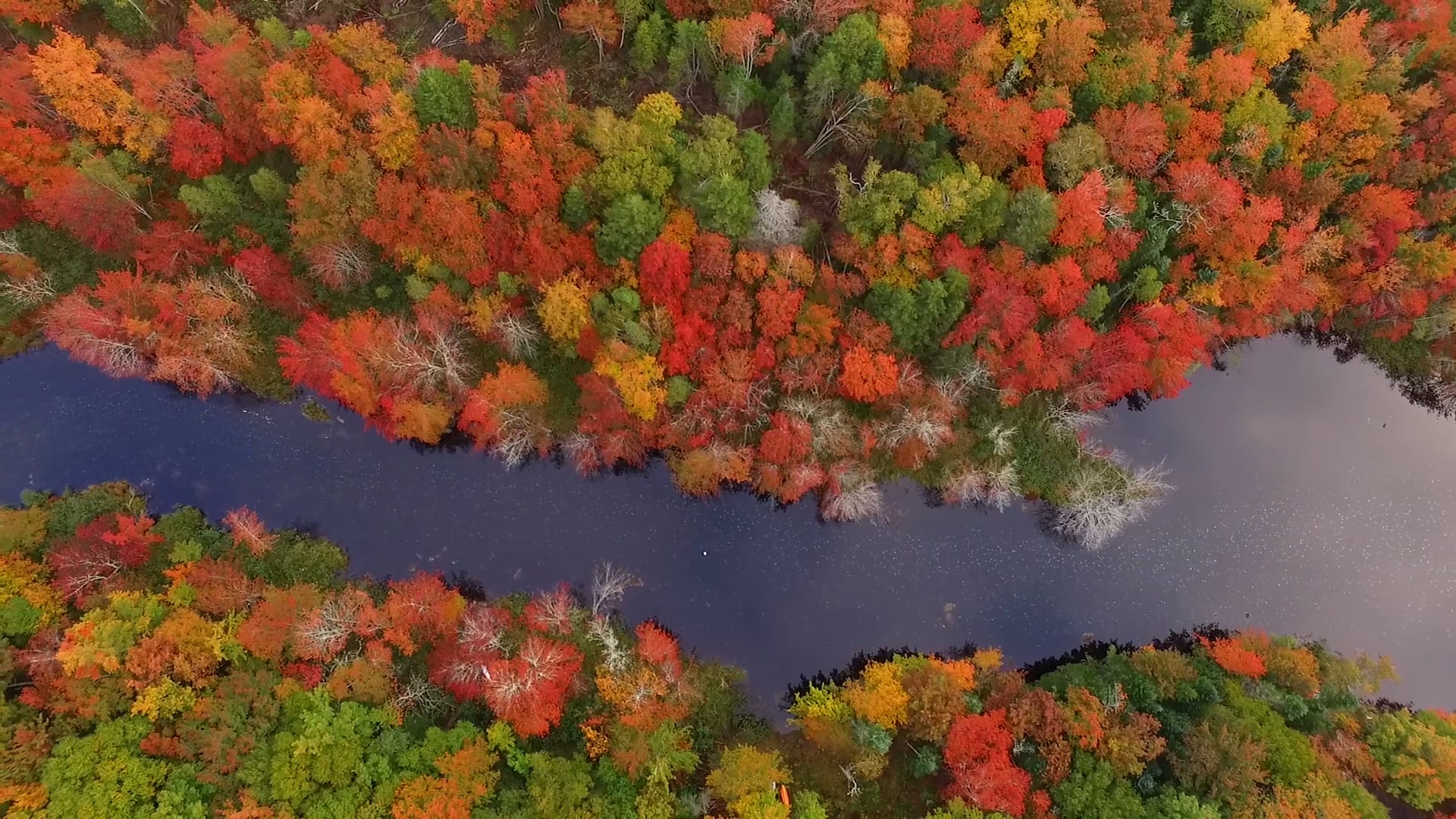 Fall Leaves Tree Top on Vimeo
