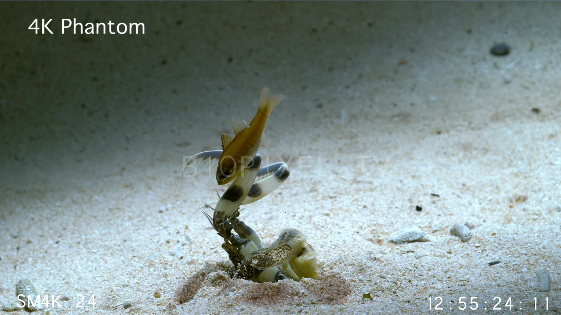 Mantis Shrimp - Spearing mantis shrimp killing fish Slow motion ...