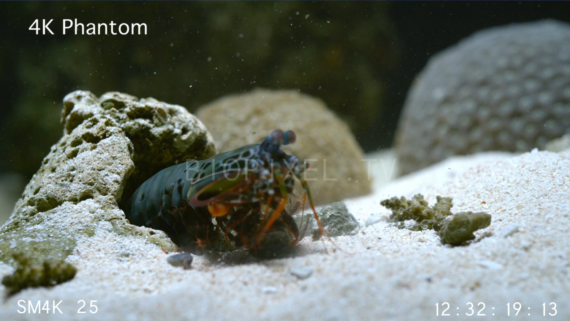 4K Weird - Peacock mantis shrimp clubbing crab slow motion Phantom Flex ...