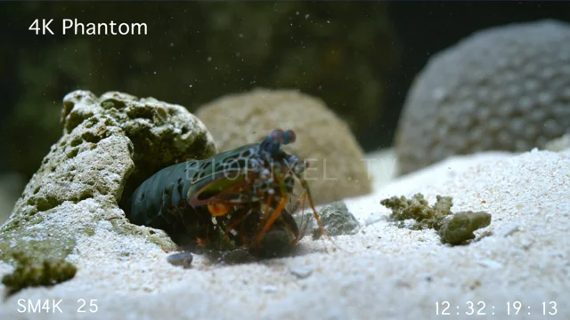 Mantis Shrimp Punch Slow Motion