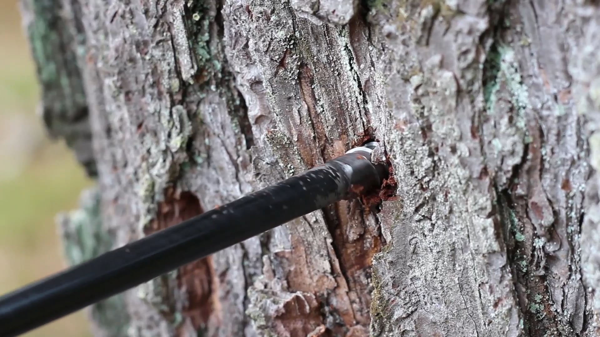 The process of tree coring on Vimeo