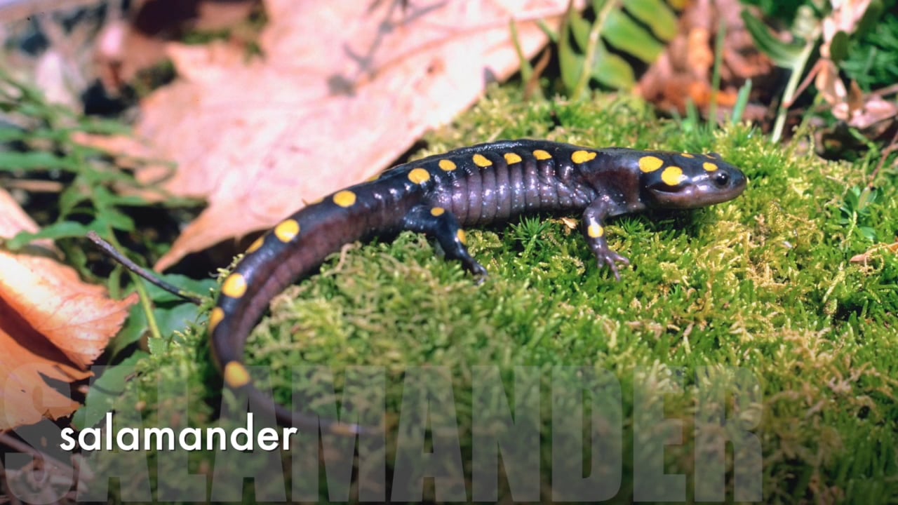 salamander: a video definition on Vimeo