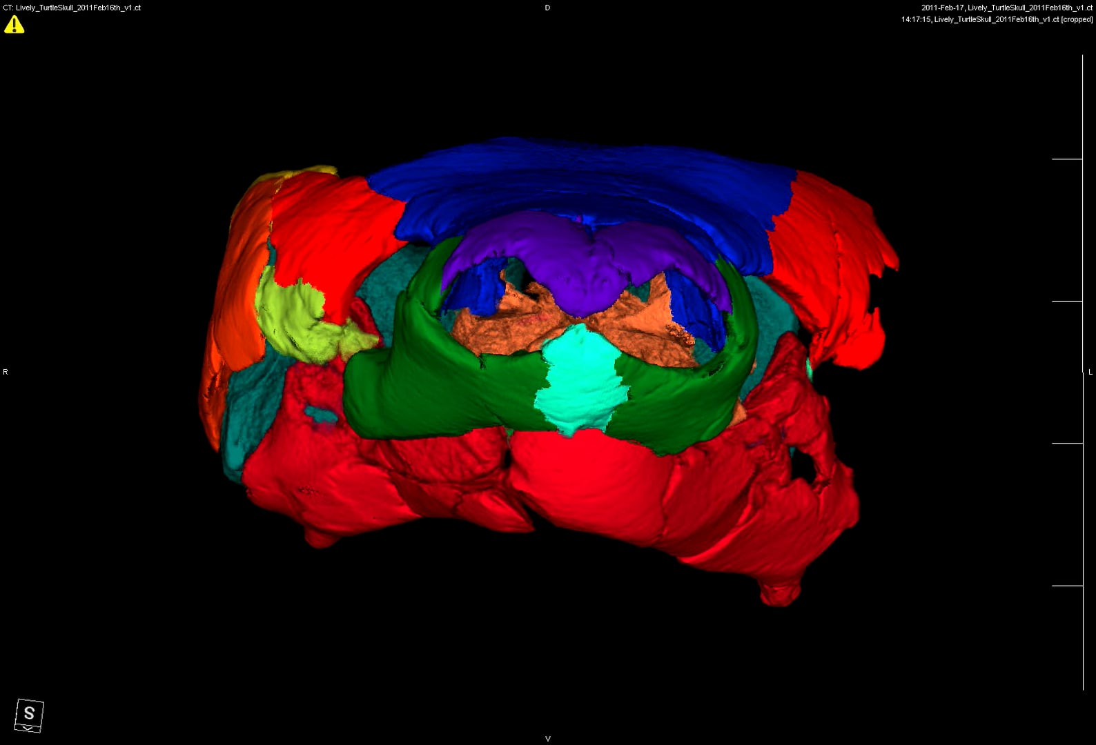 Arvinachelys goldeni color-coded skull on Vimeo