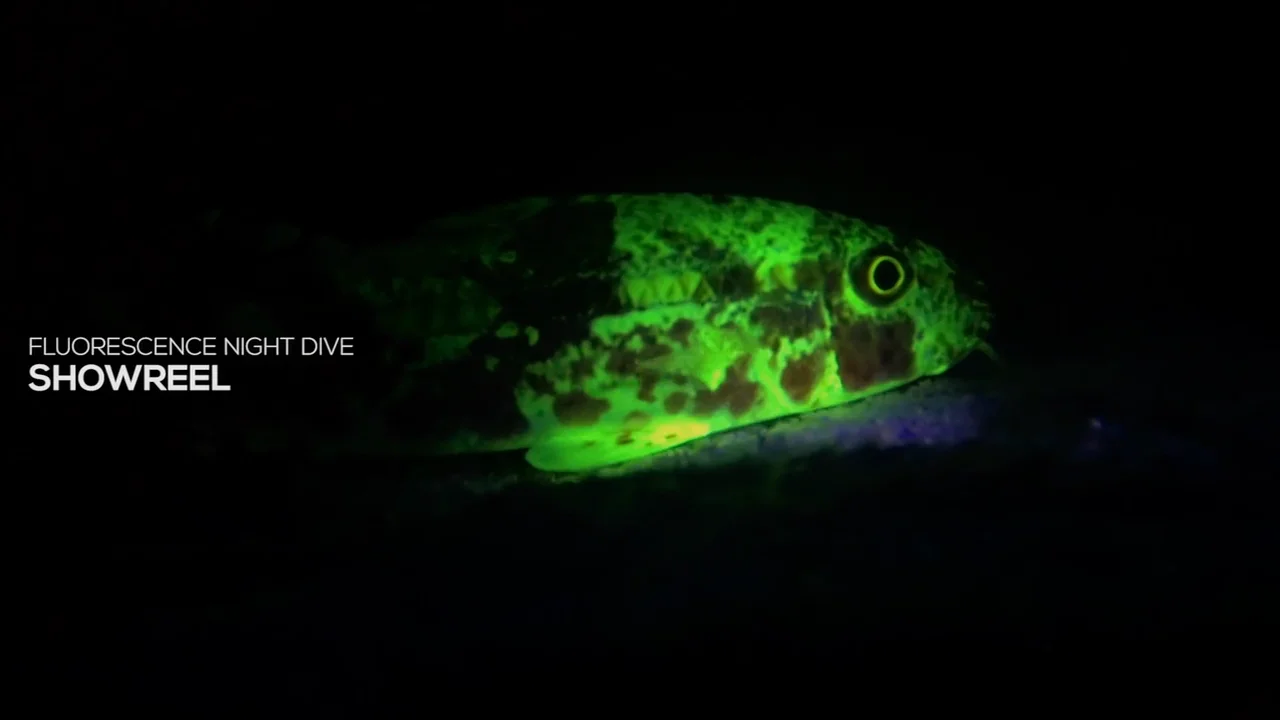 Showreel in fluo, fluorescence/UV night dive images from Thailand and ...