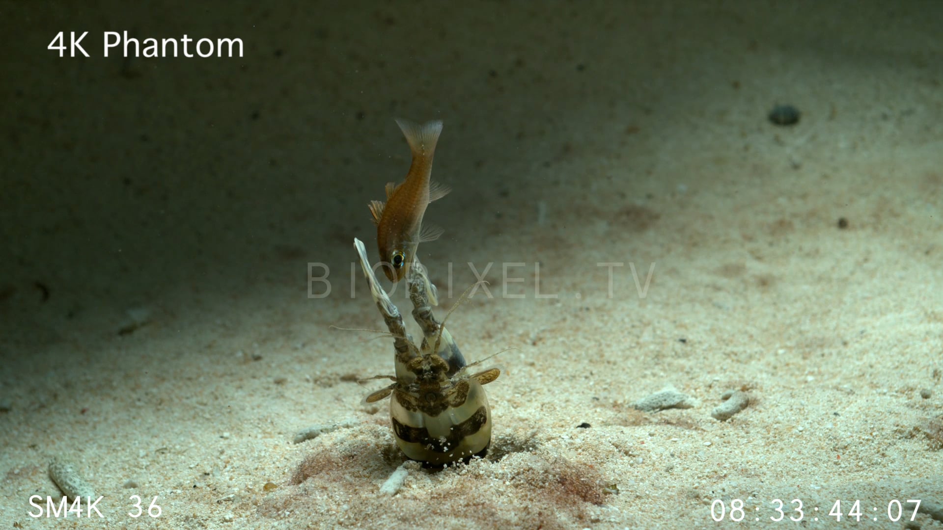 Crustaceans - Spearing Zebra mantis shrimp killing fish in slow motion ...