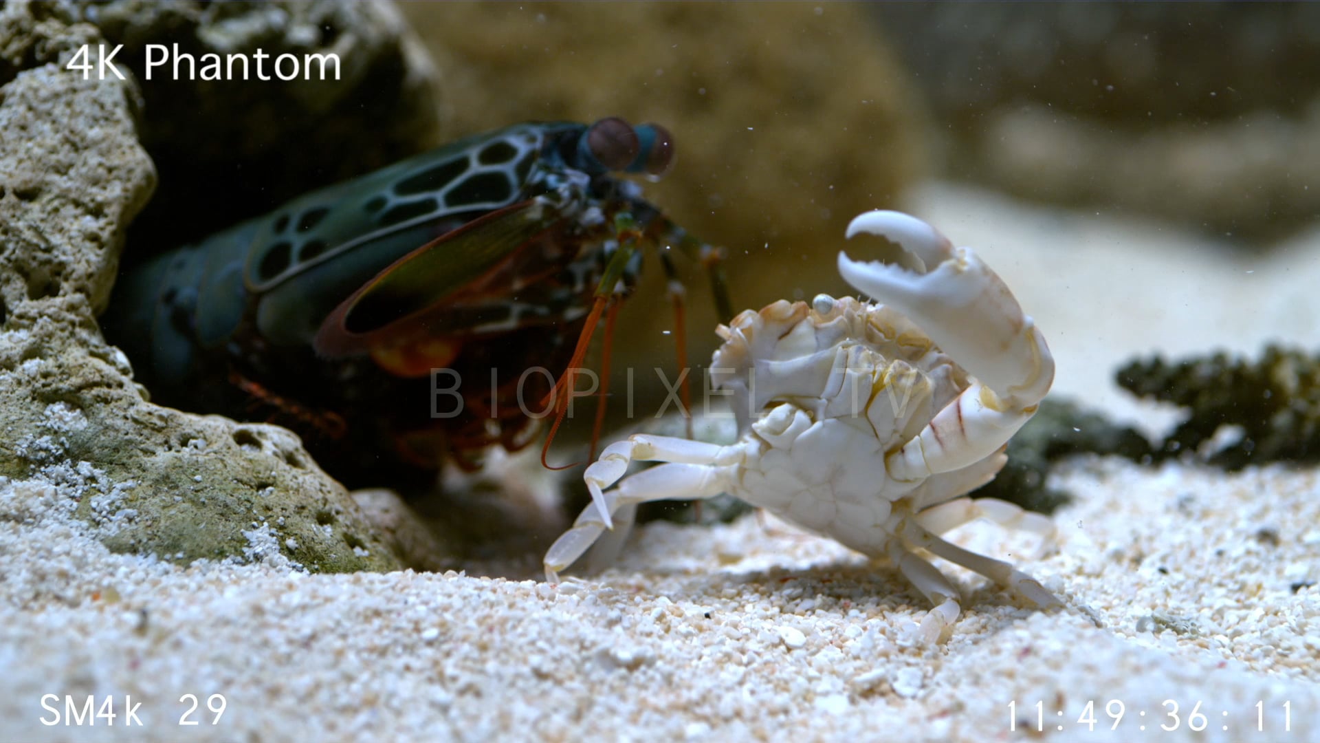 4K Weird - Peacock mantis shrimp clubbing crab slow motion Phantom Flex ...