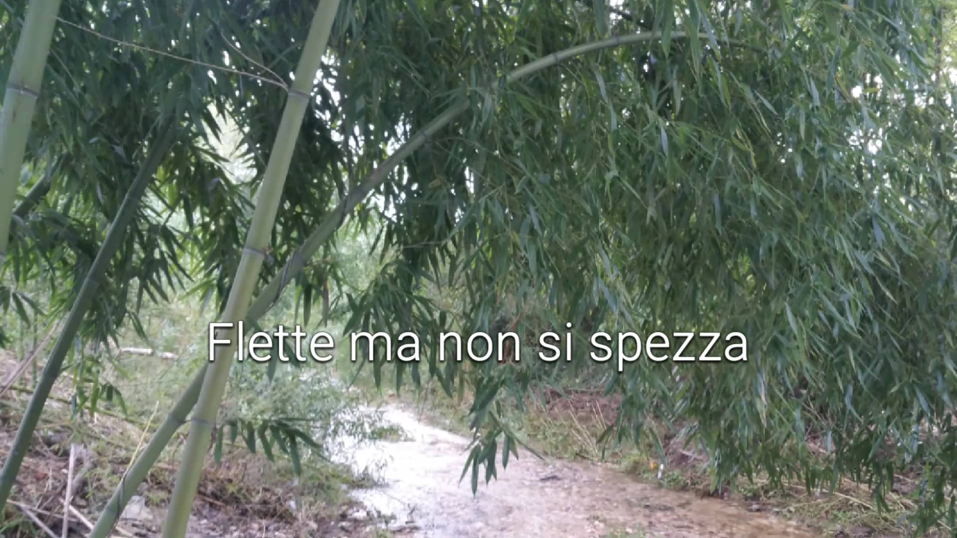 COLTIVAZIONE-IMPIANTO BAMBÙ MADAKE on Vimeo