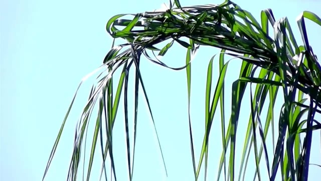 Palm, Tree, Dangling. Free Stock Video - Pixabay