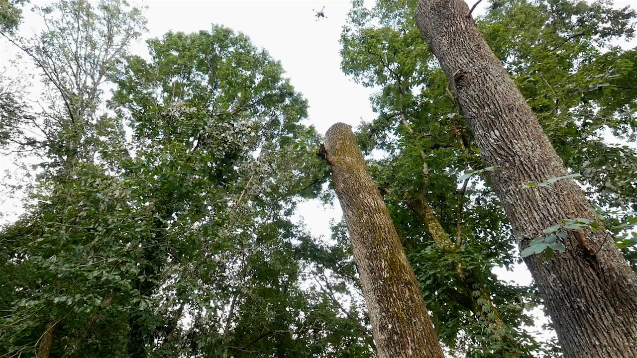 Backyard logging on Vimeo