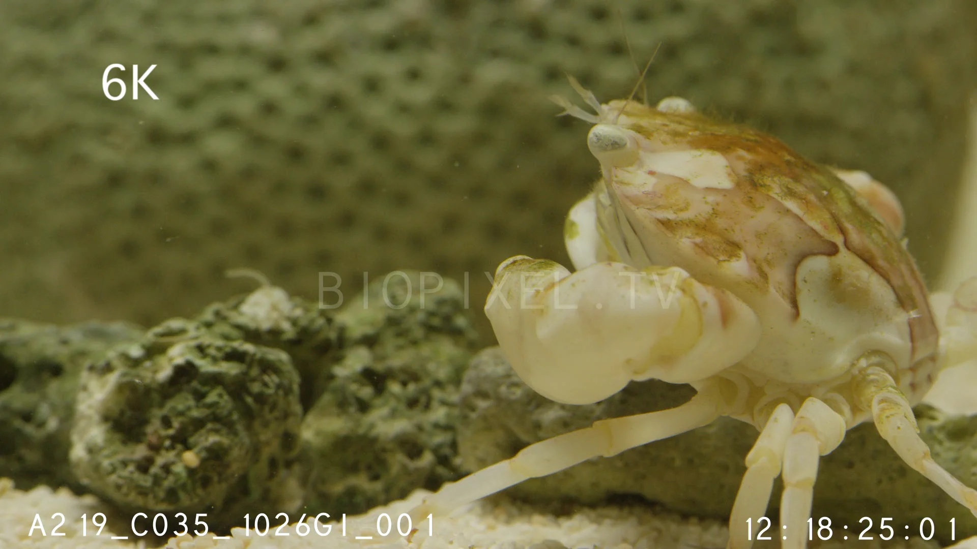 Shrimp - Peacock mantis shrimp and coral crab 6K on Vimeo