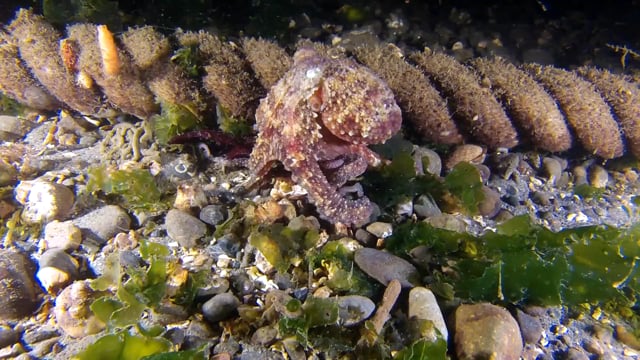 Octopus, Walking, Creature. Free Stock Video - Pixabay