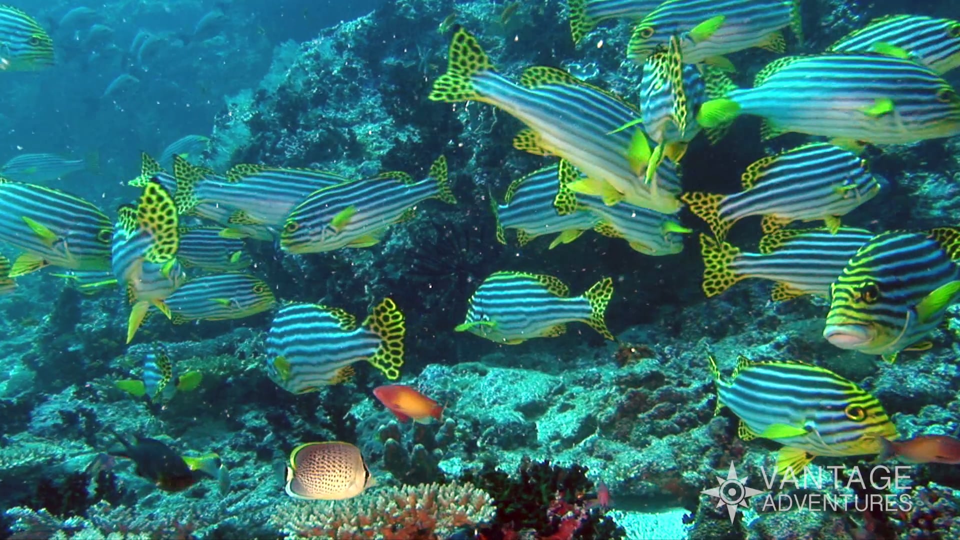 The Outer Great Barrier Reef on Vimeo