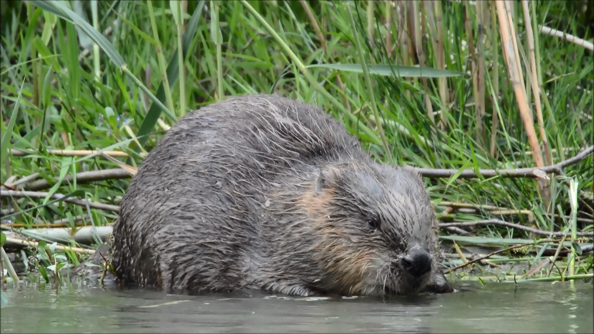 Biber an der Bregenzerach, Bodensee, Vorarlberg on Vimeo