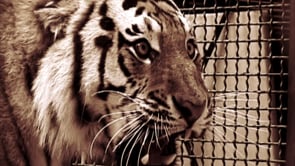 Videos about “hyrcan” on Vimeo