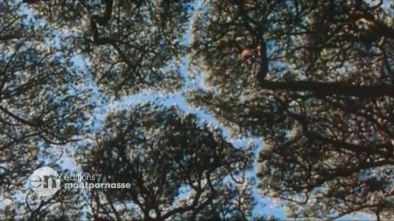 ARBRES | Sophie Bruneau & Marc Antoine Roupil | Trailer on Vimeo