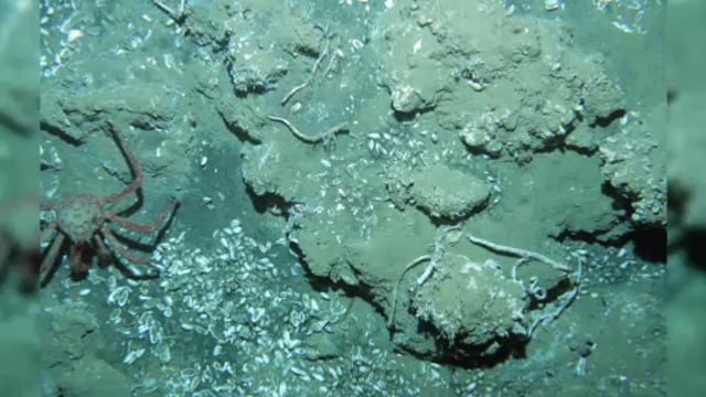 Cold seeps and living things — Science Learning Hub