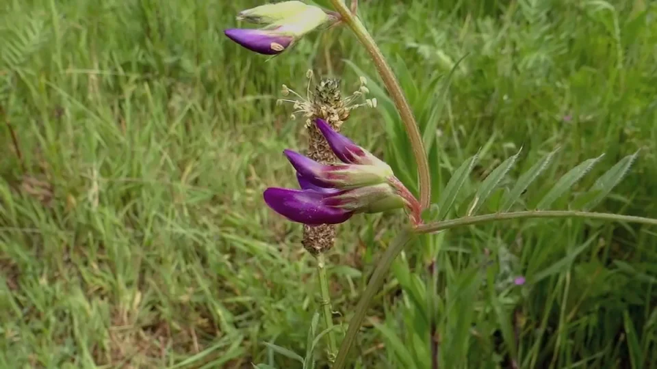Heggenwikke -Vicia sepium on Vimeo